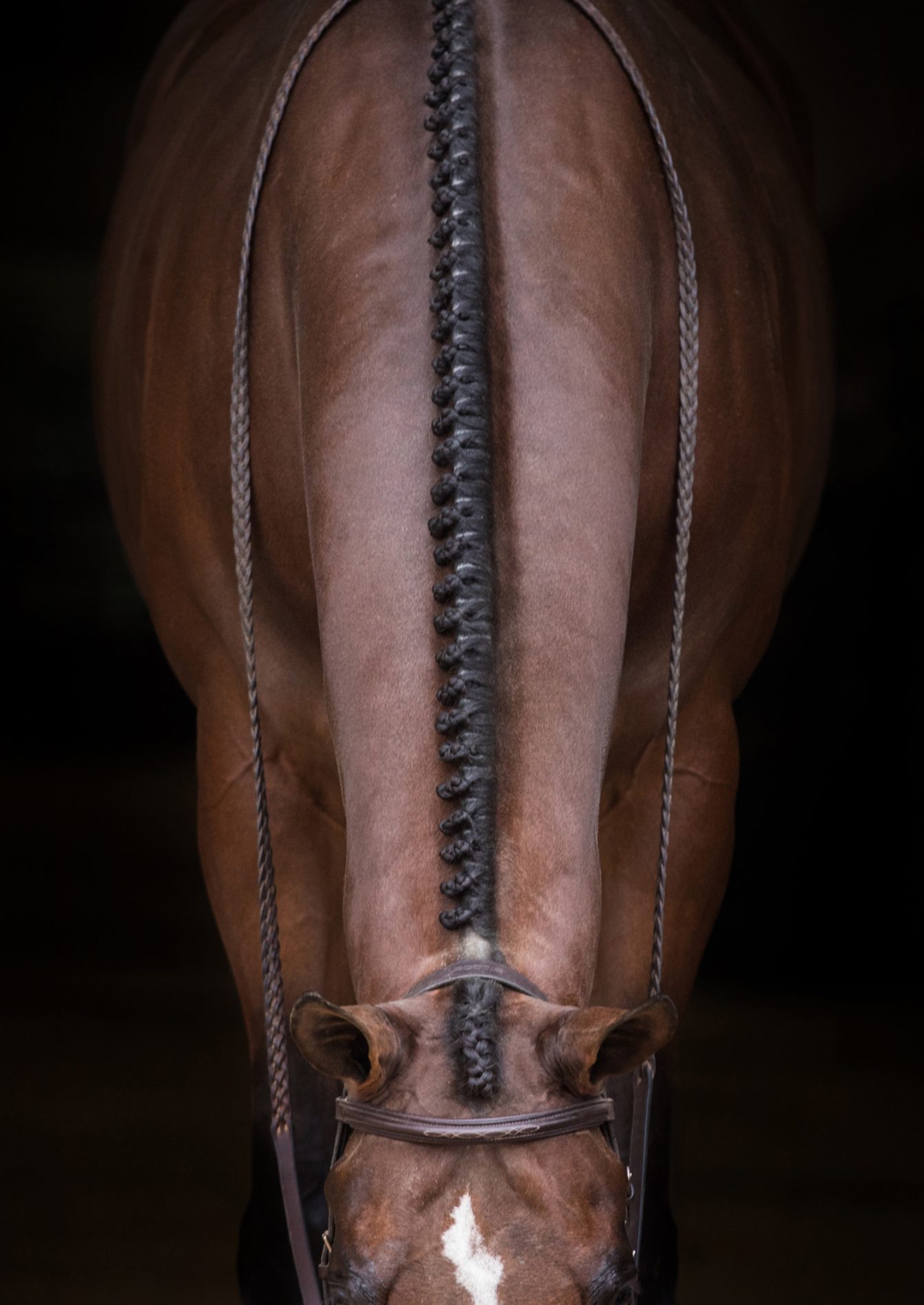 Give Your Horse The Power Of Rice Bran - Pursehouse Rural